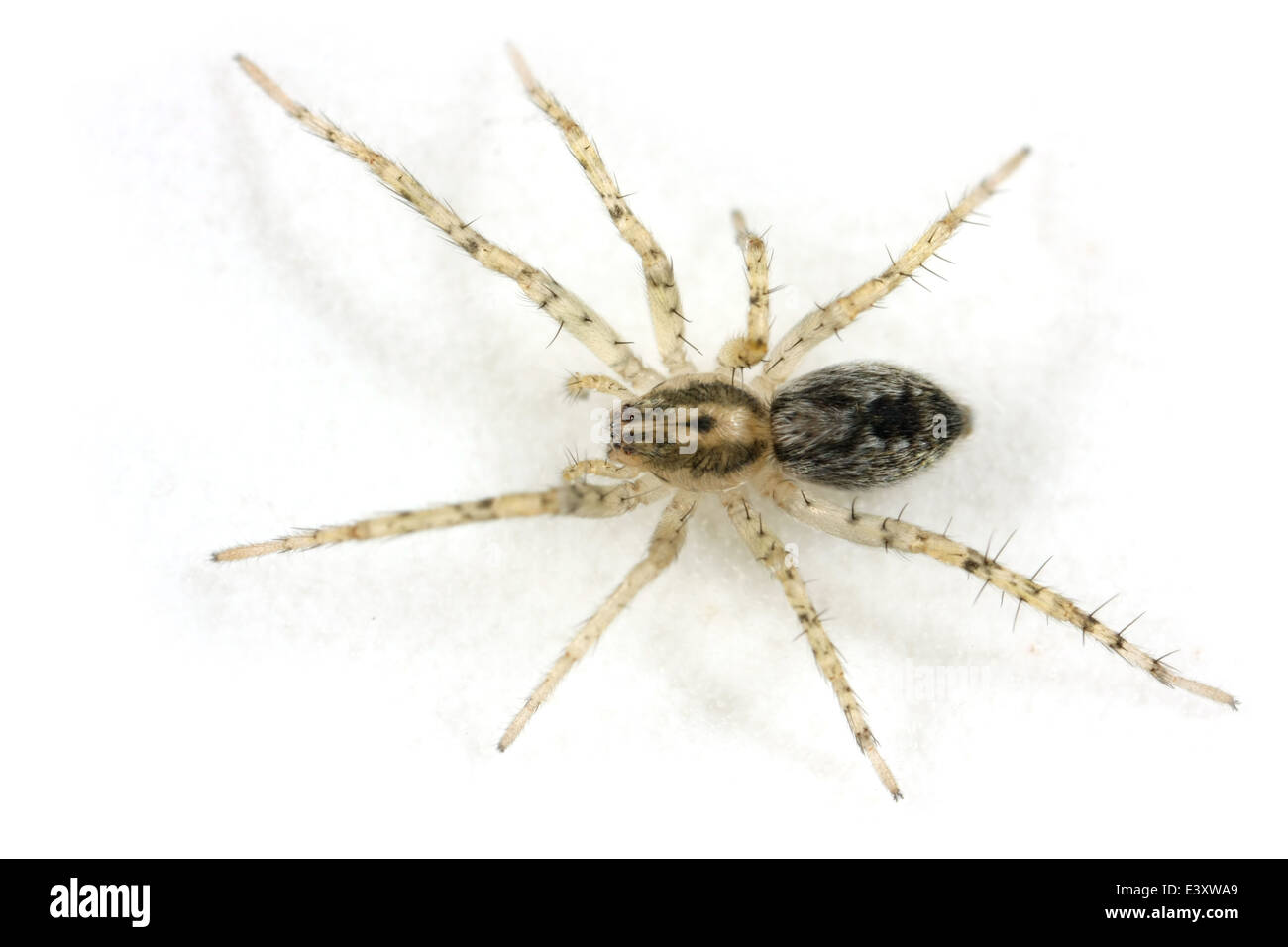 Ghost spider hi-res stock photography and images - Alamy