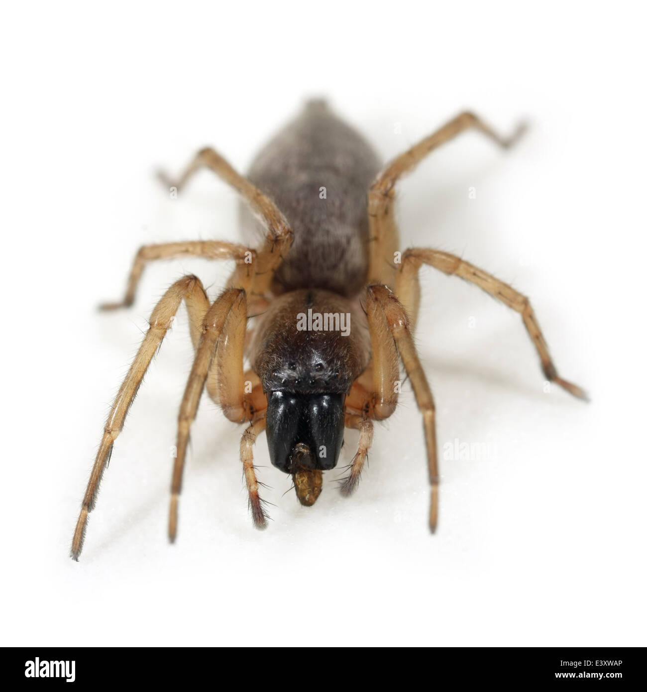 Clubiona pallidula hi-res stock photography and images - Alamy