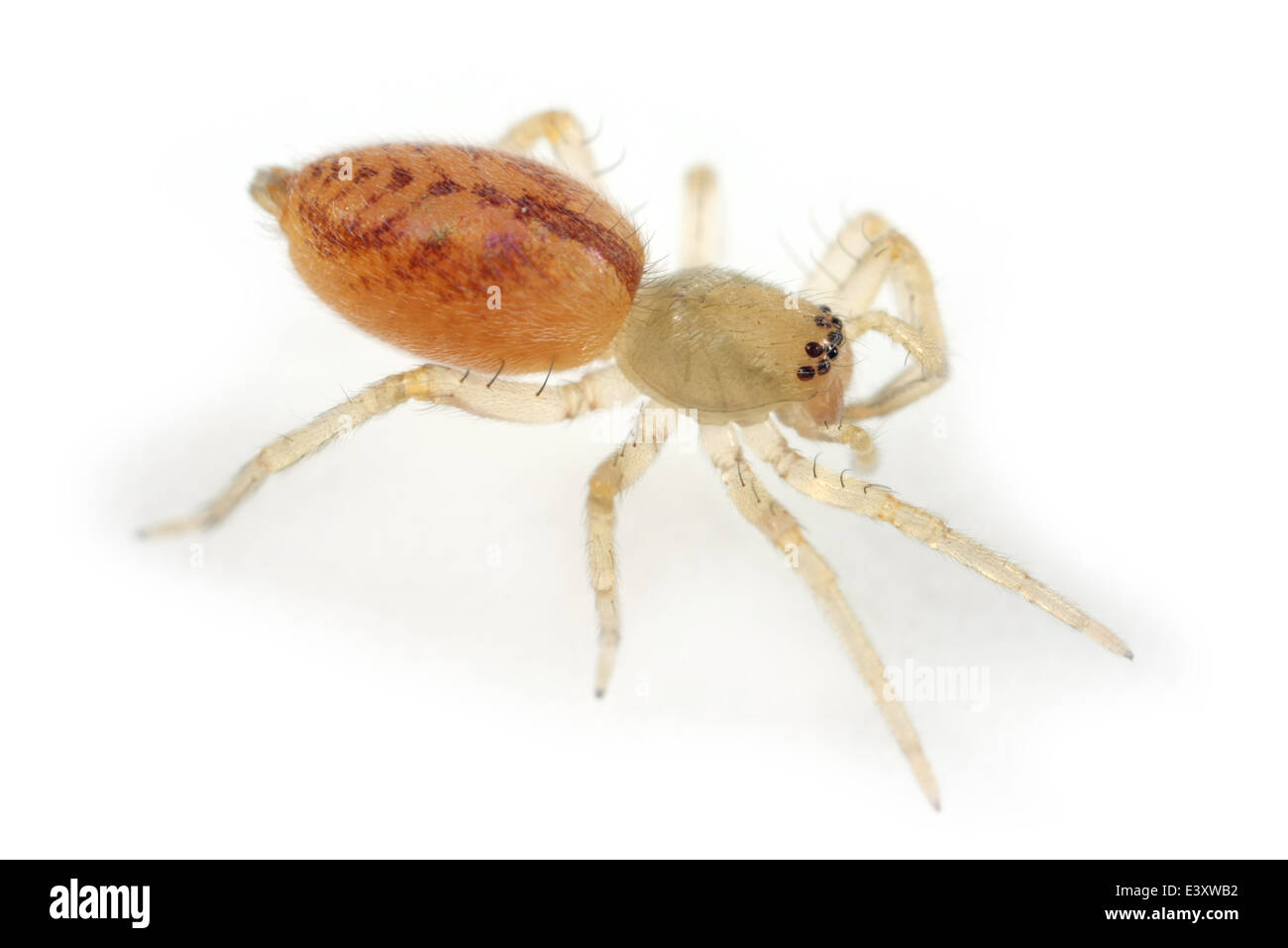 Juvenile Clubiona comta spider, part of the family Clubionidae - Sac ...