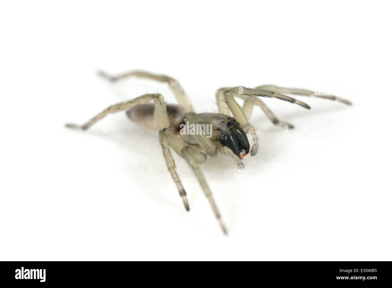 Female Common sac-spider (Clubiona reclusa), part of the family ...