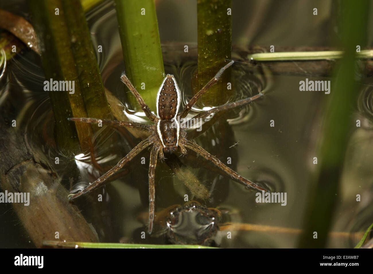 Fen Raft spider (Dolomedes plantarius), part of the family Pisauridae ...