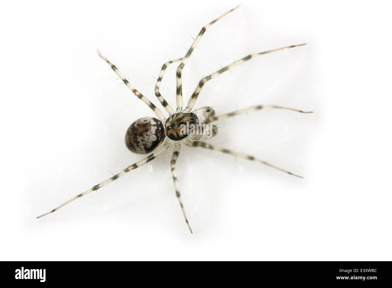 Male Invisible spider (Drapetisca socials), part of the family ...