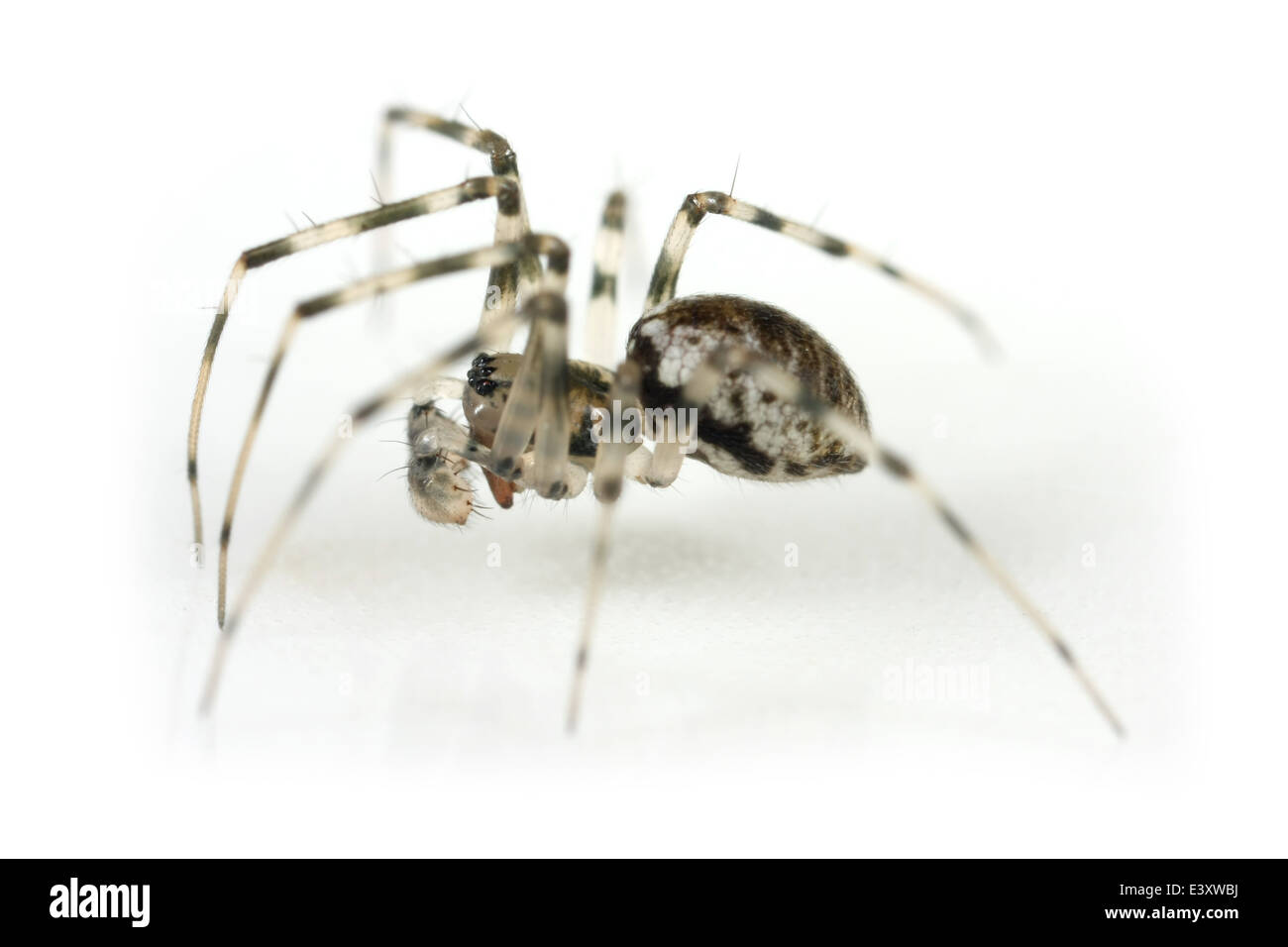 Male Invisible spider (Drapetisca socials), part of the family ...