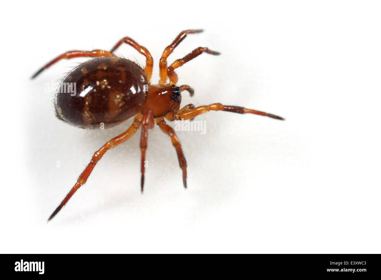 Theridiidae hi-res stock photography and images - Alamy