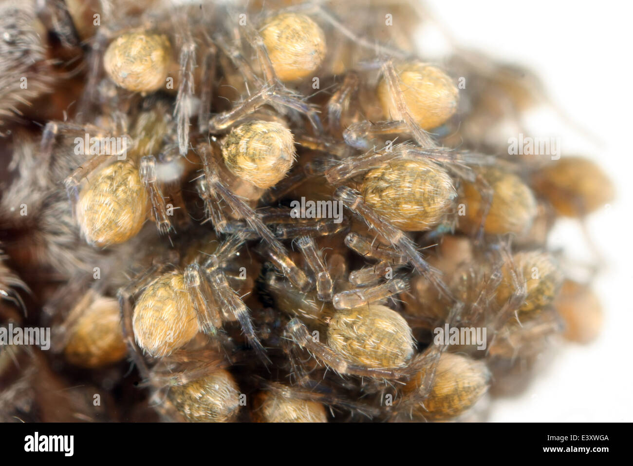 Pardosa amentata (Spotted wolf spider) spiderlings on the back of their ...