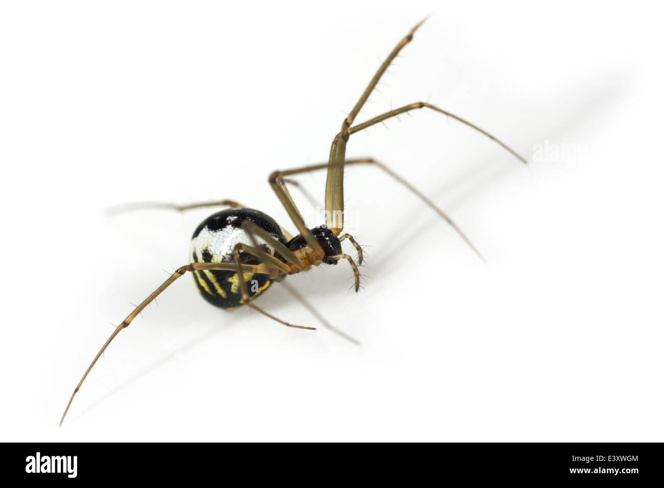 Linyphiidae sheetweb weavers hi-res stock photography and images - Alamy