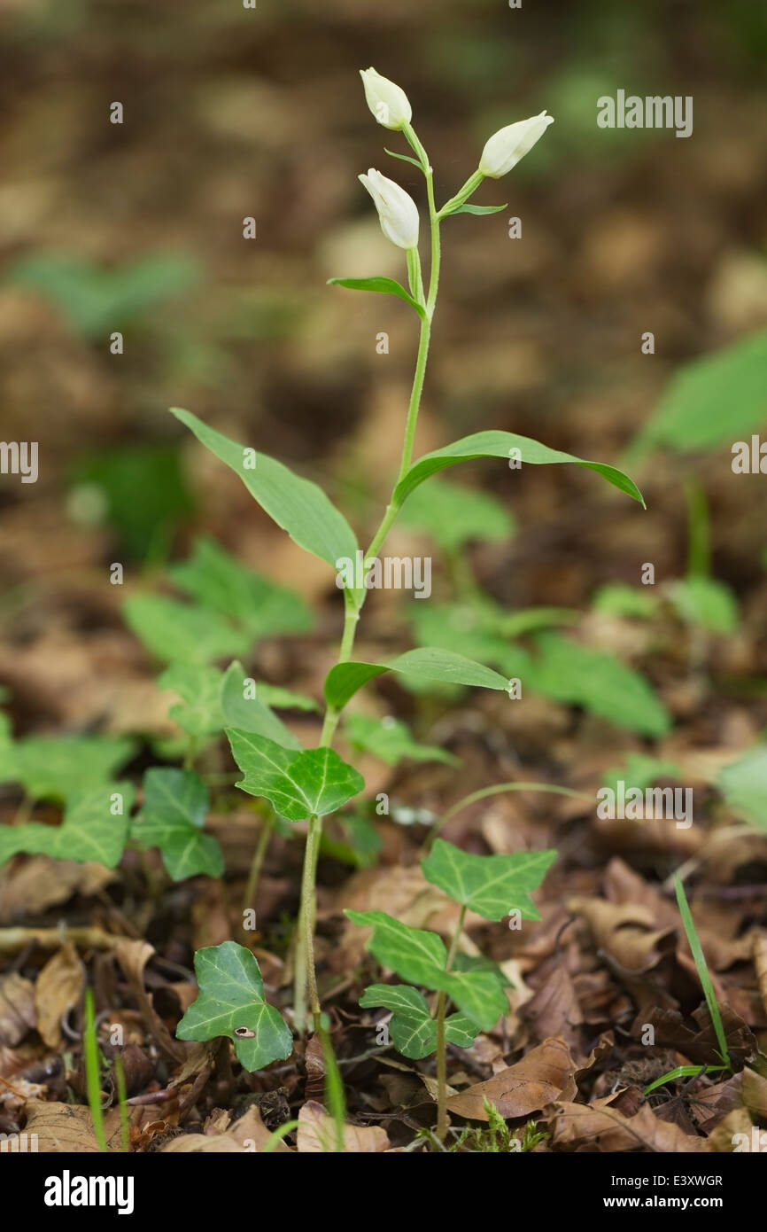 white helleborine Orchid (Cephalanthera damasonium) flower in habitat ...