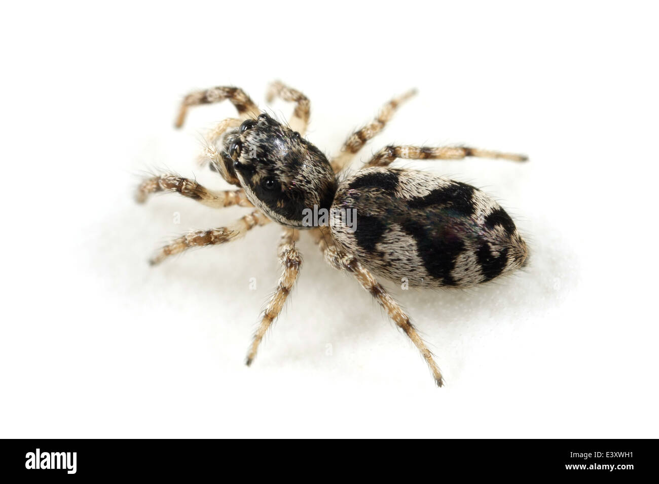 Female Salticus cingulatus spider, part of the family Salticidae ...