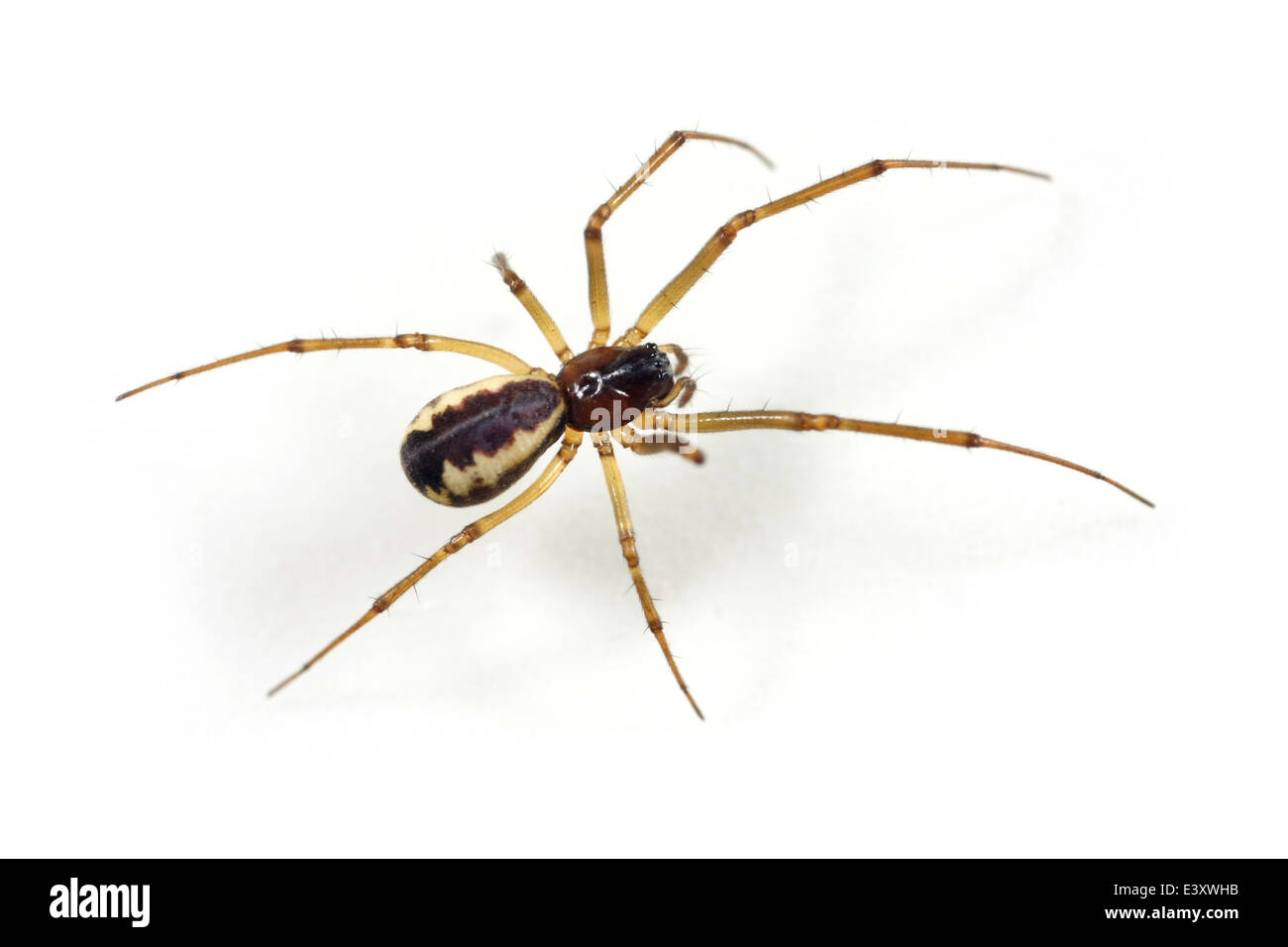 Platform spider hi-res stock photography and images - Alamy