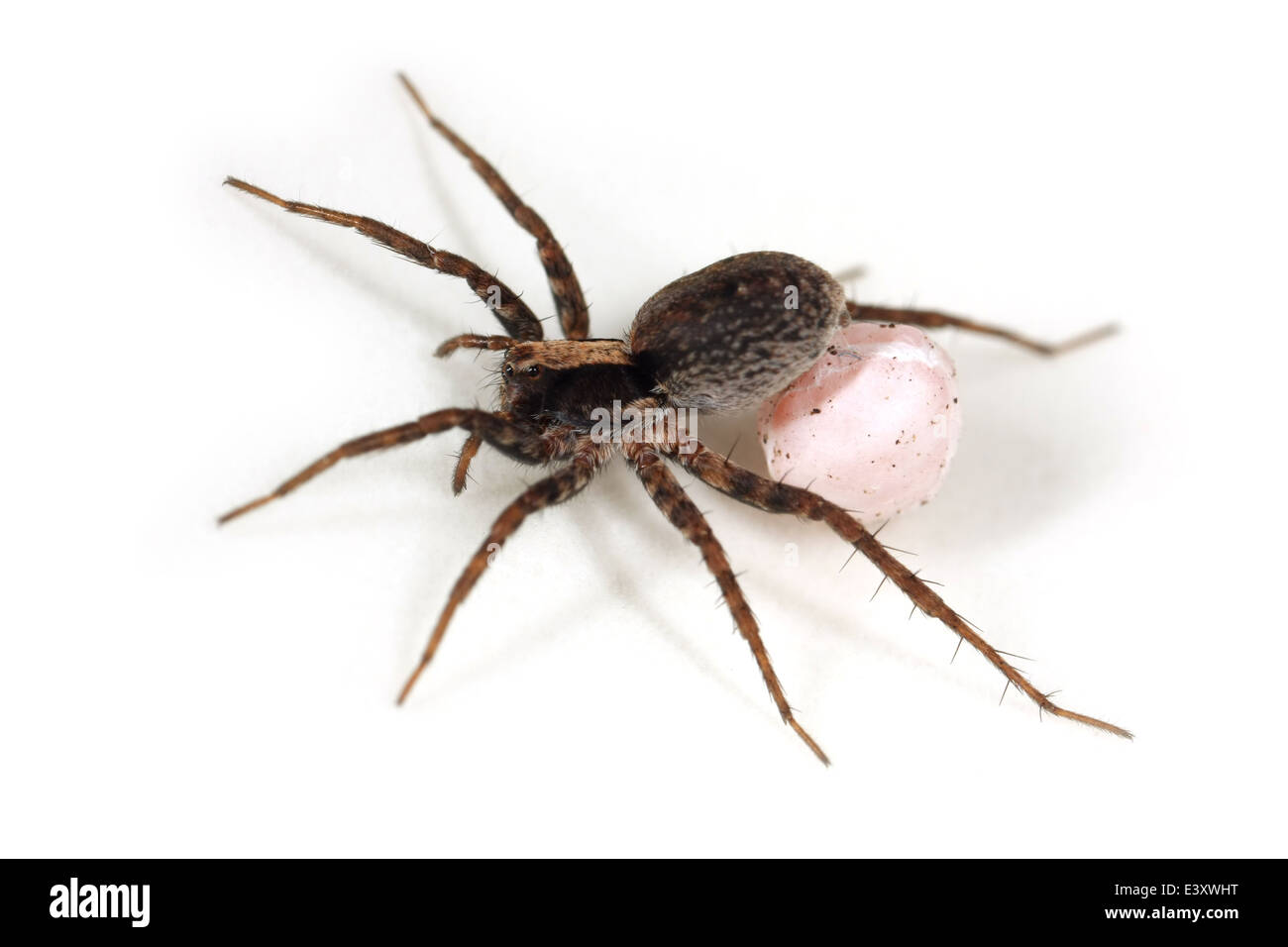Possibly a female Burnt wolf-spider (Xerolycosa nemoralis), part of the ...