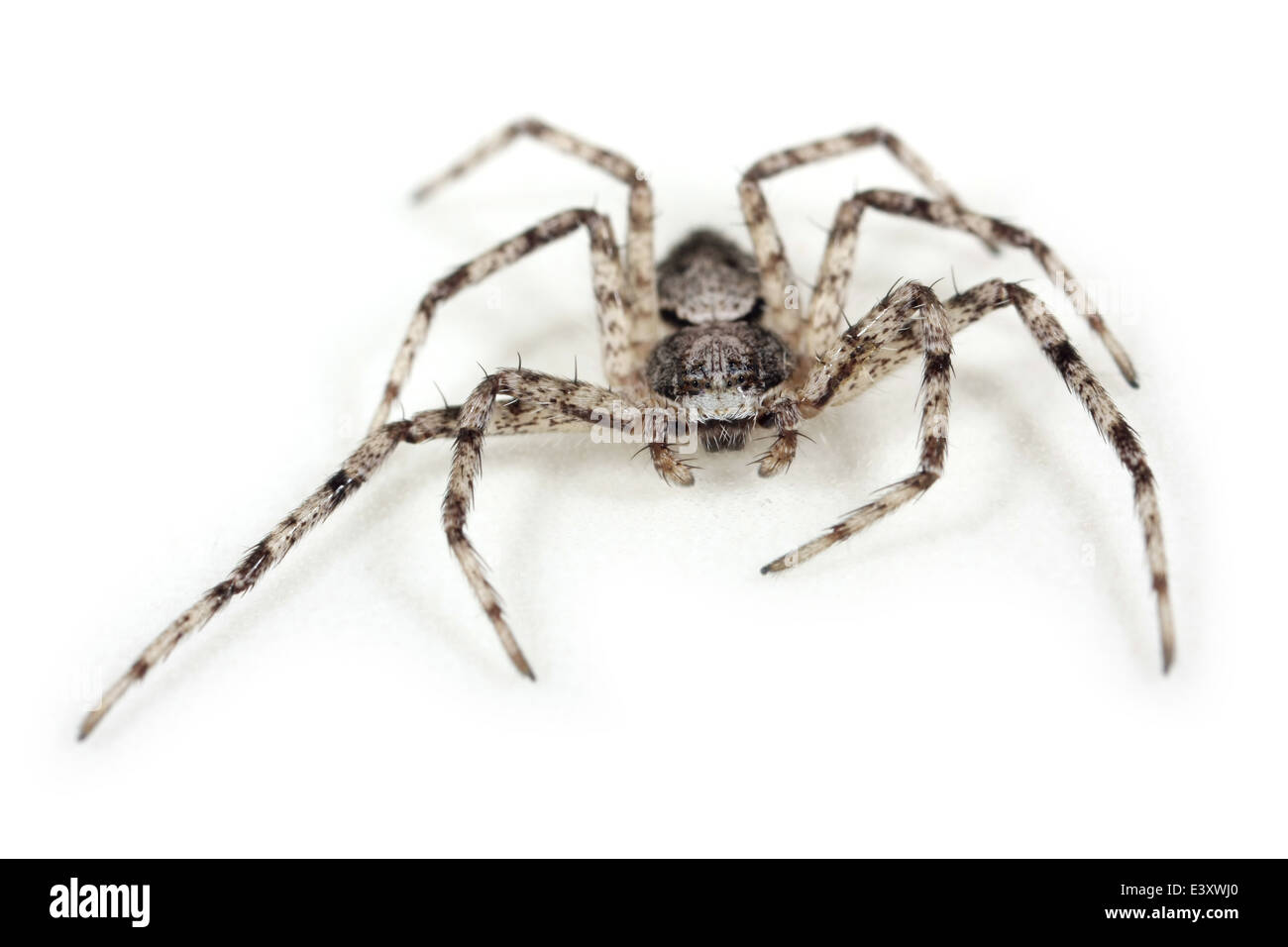 Lichen Running-spider (Philodromus margaritatus ), part of the family ...