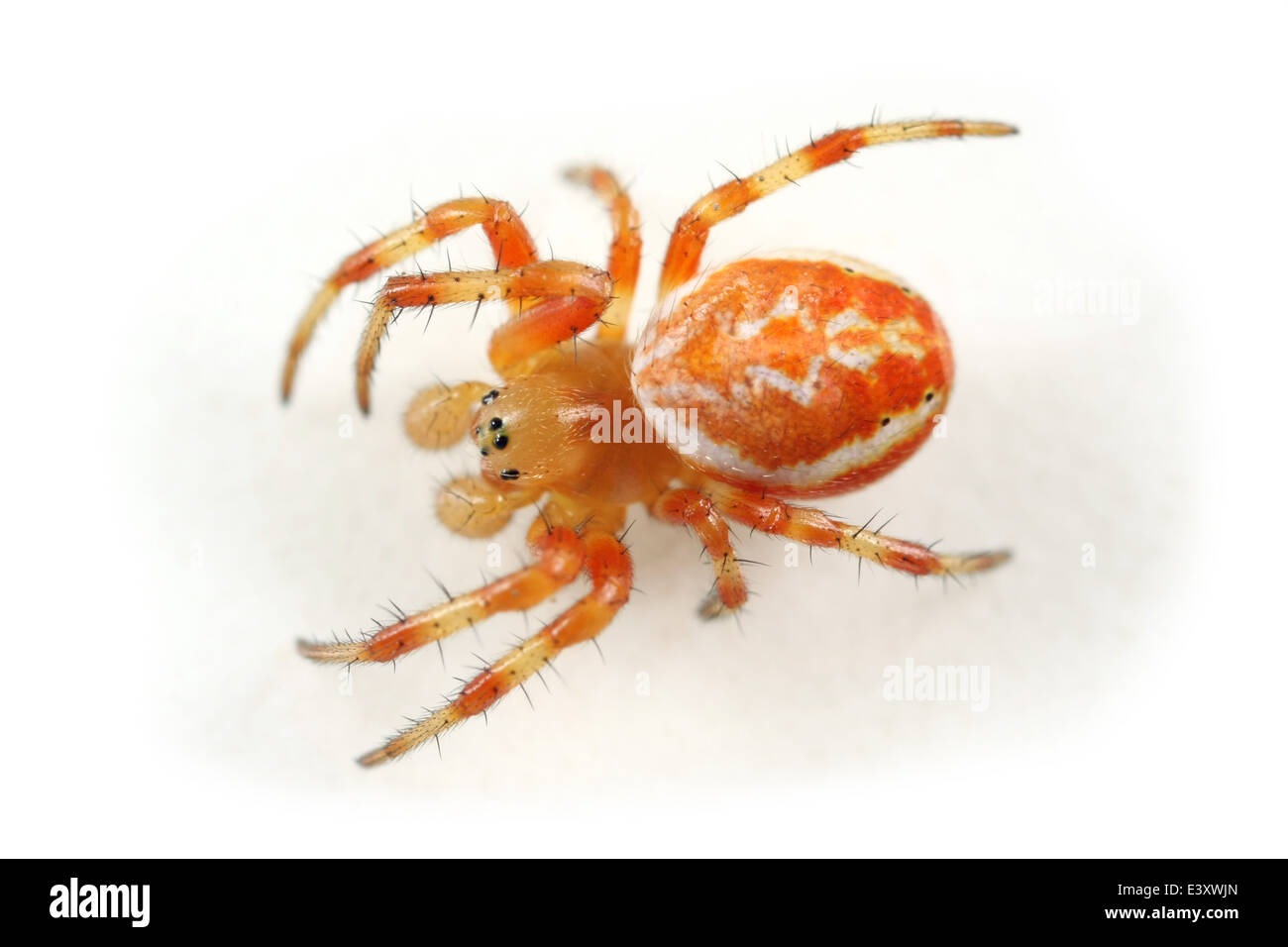 Juvenile male Araniella displicata spider, part of the family Araneidae ...