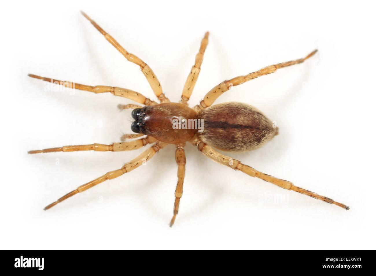 Female Caledonian sac spider (Clubiona subsultans), part of the family ...