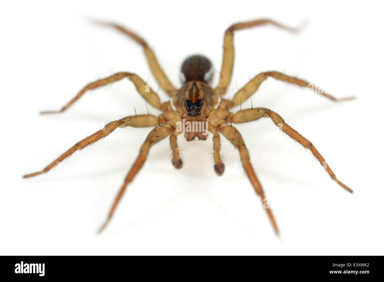 Male Pirate otter-spider (Pirata piraticus), part of the family ...