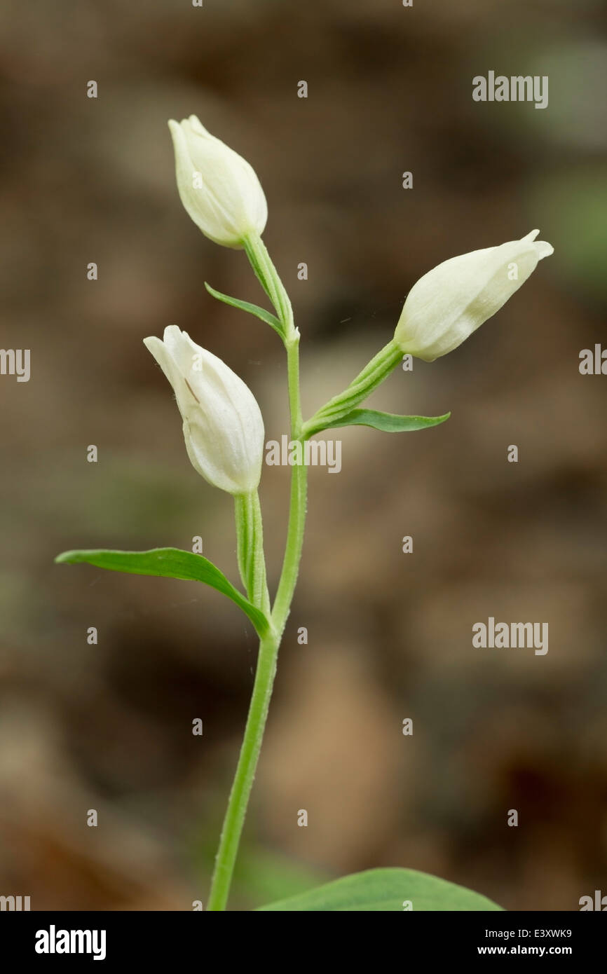 white helleborine Orchid (Cephalanthera damasonium) flower in habitat ...