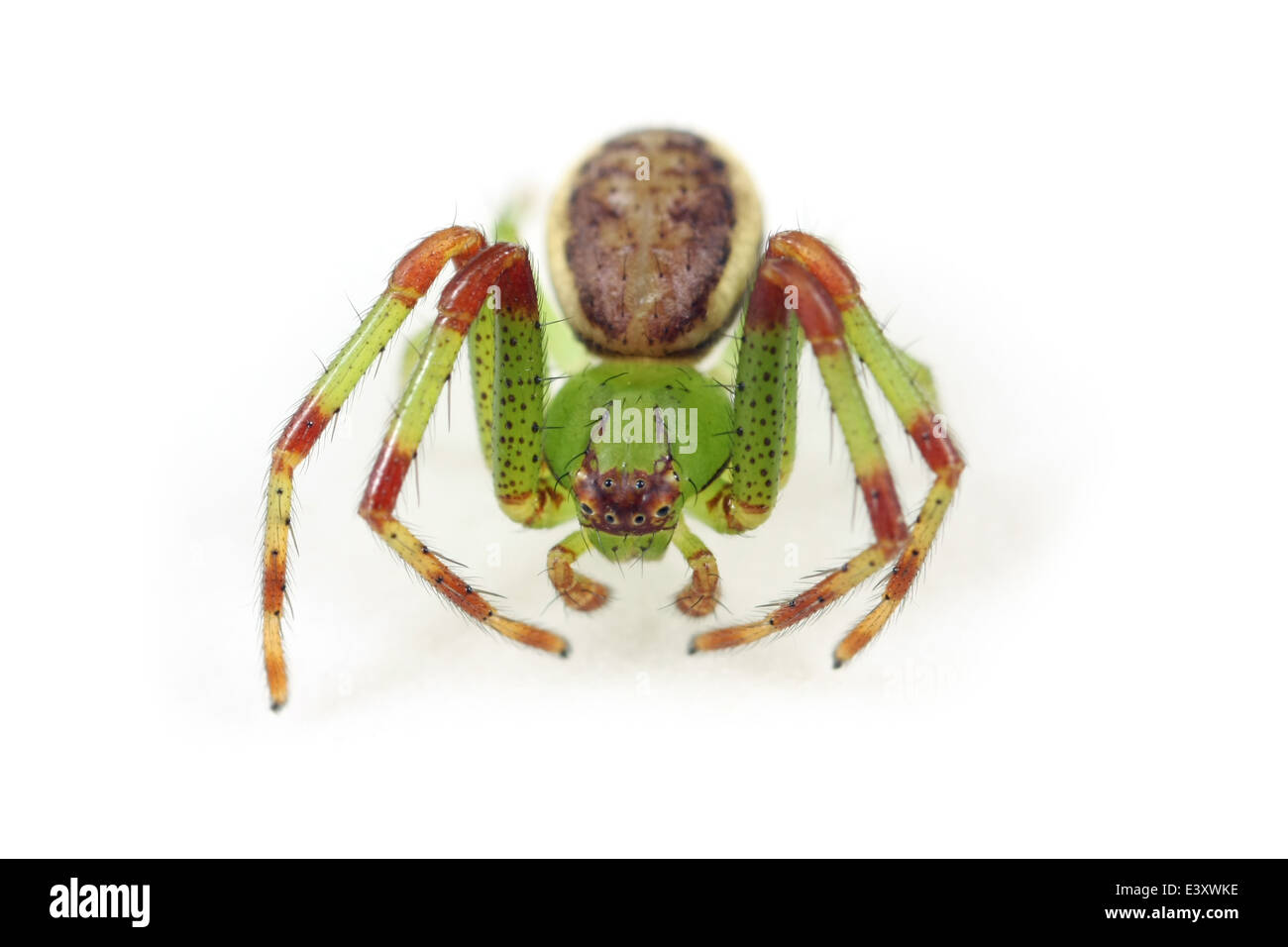 Male Diaea dorsata spider, part of the family Thomisidae (Crab spiders ...