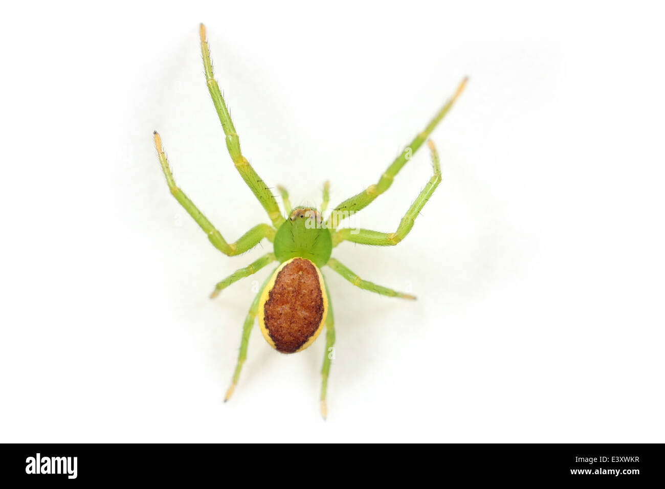 Female Diaea dorsata spider, part of the family Thomisidae (Crab ...