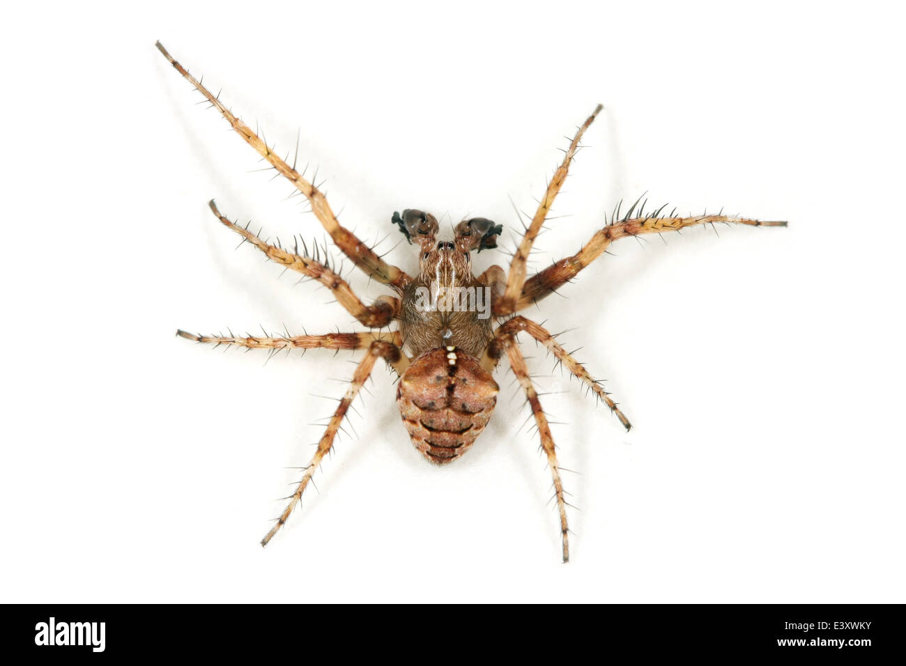 Male Gibbaranea omoeda spider, part of the family Araneidae ...