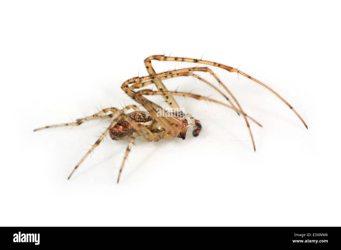 Male Metellina segmentata spider, part of the family Tetragnathidae ...