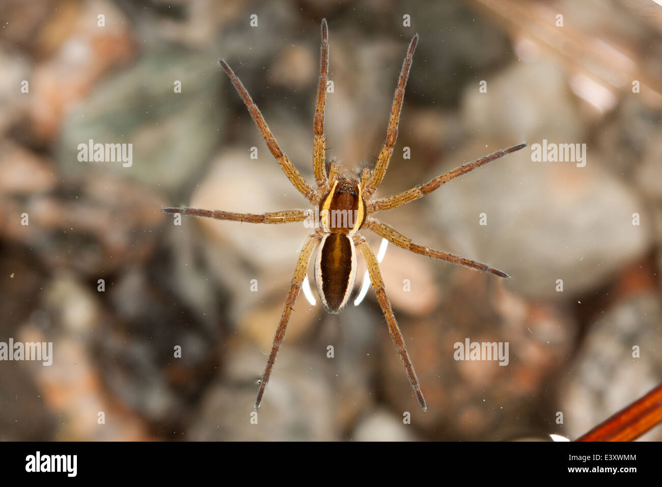 Female Dolomedes fimbriatus (Great Raft spider) part of the family ...