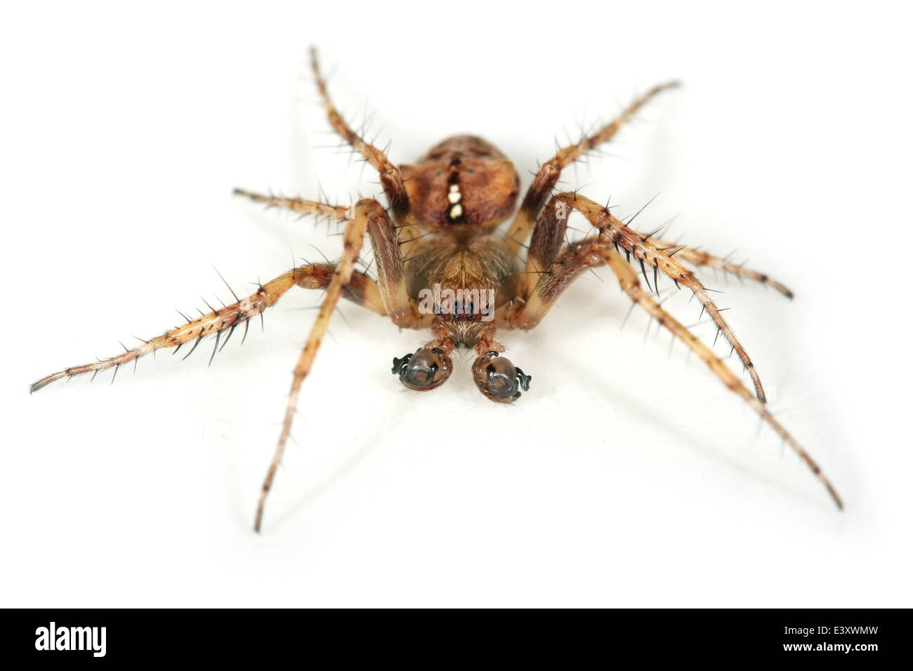 Family Araneidae High Resolution Stock Photography and Images - Alamy