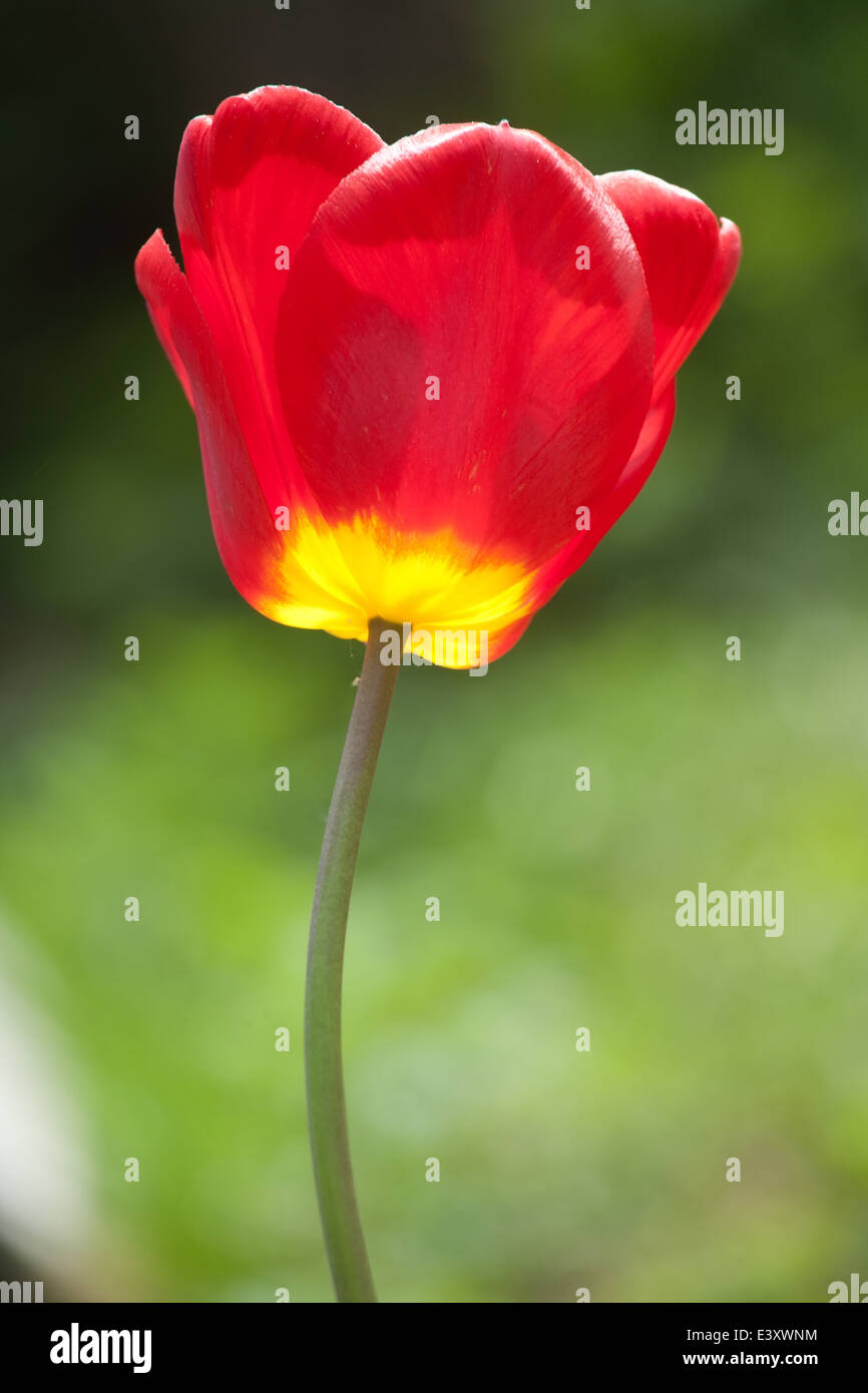 one red common tulip flower closeup on green nature background Stock ...