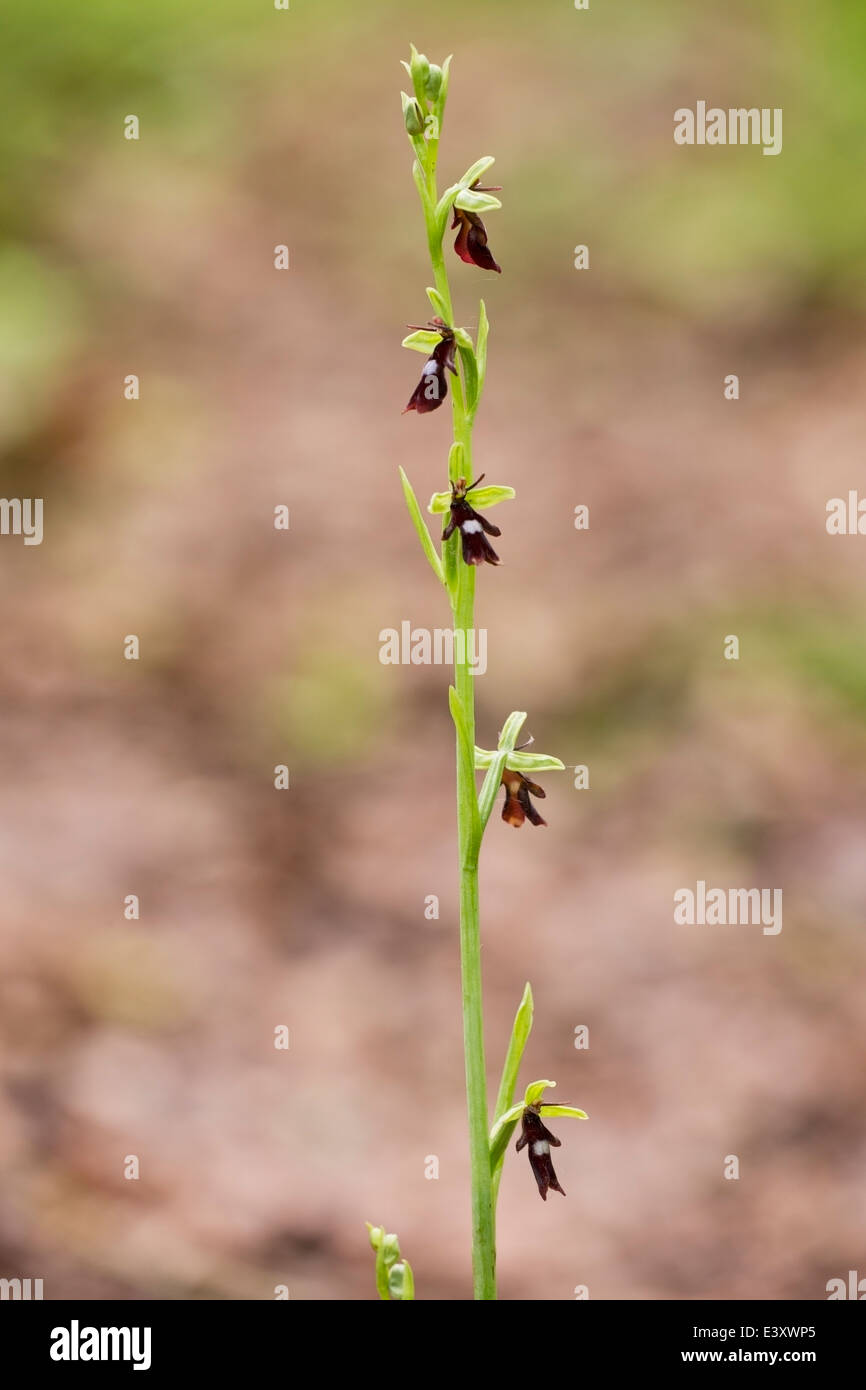 fly orchid (Ophrys insectifera) flower spike in habitat, southern ...