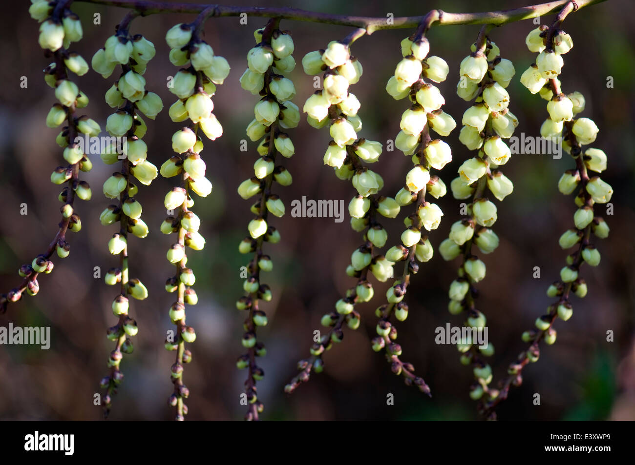 Stachyurus spring hi-res stock photography and images - Alamy