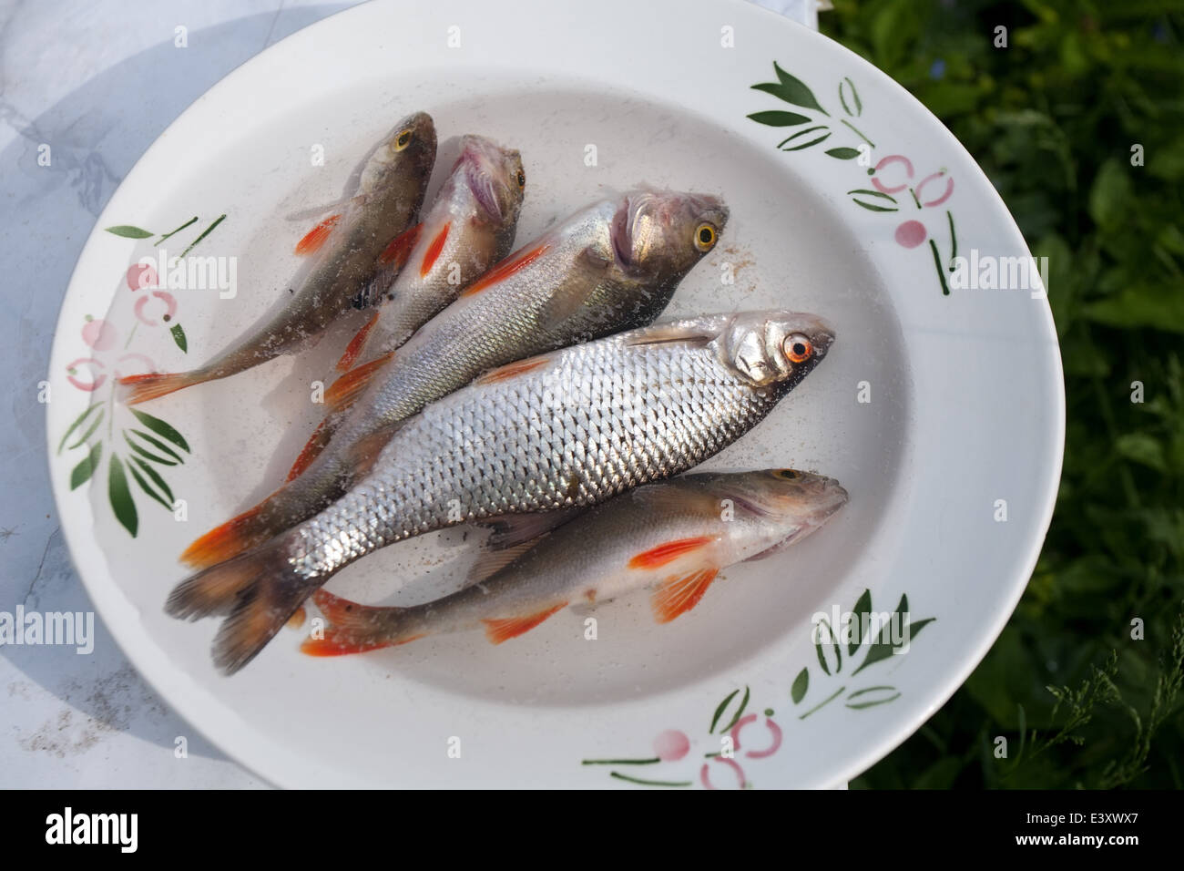 Catch small fish hi-res stock photography and images - Alamy
