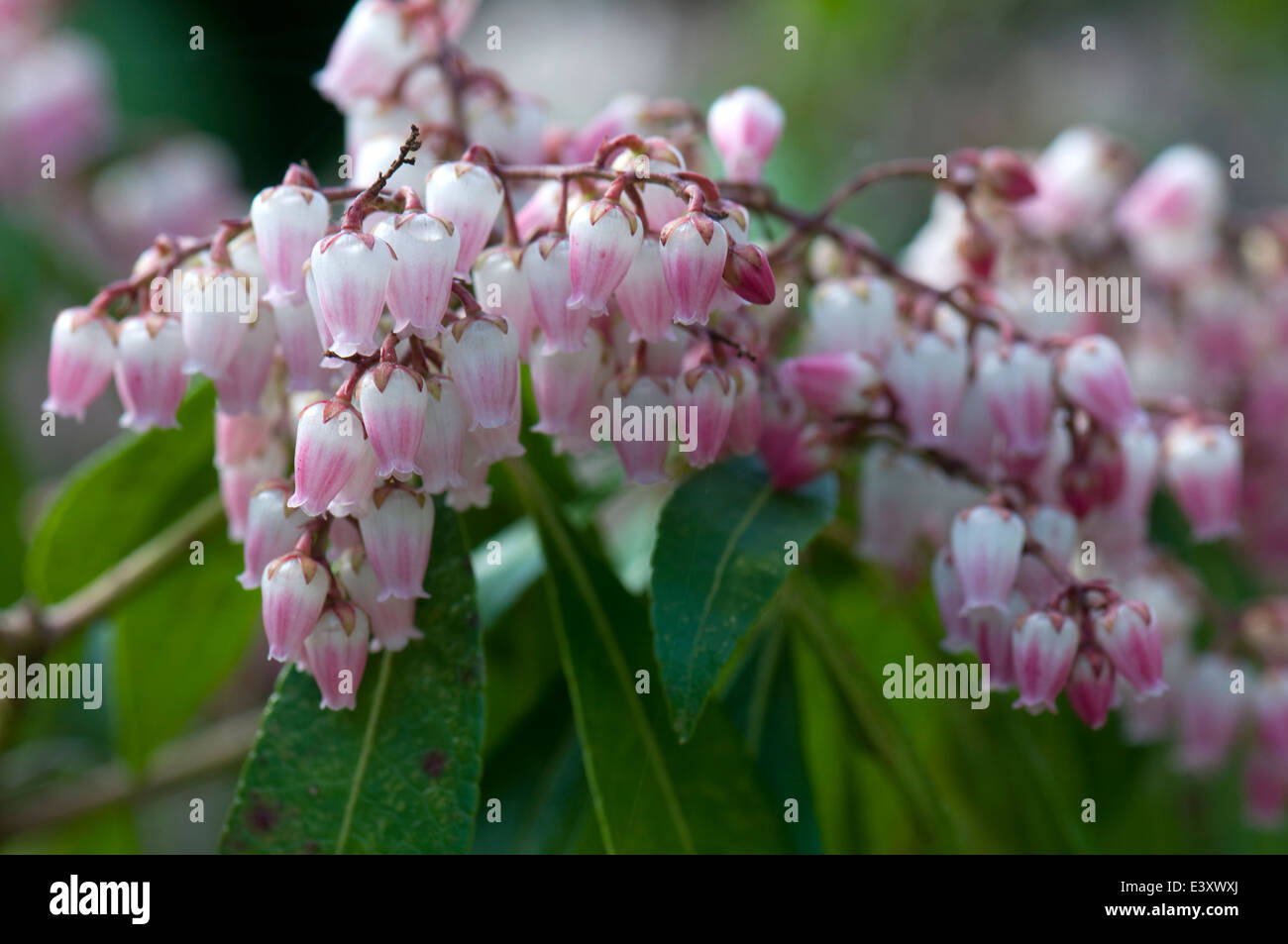 Pink Flowering Shrub High Resolution Stock Photography and Images - Alamy