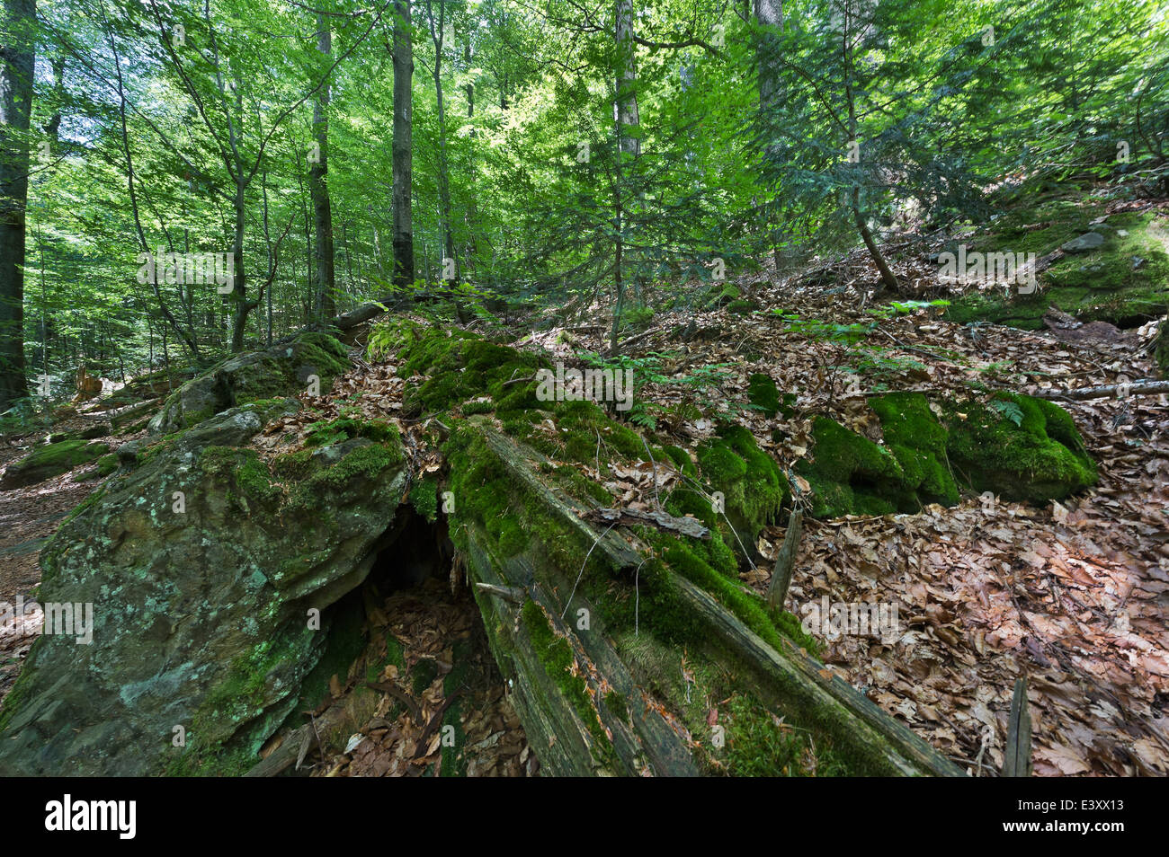 Germany, Bayerischer Wald NP, Bavarian forest Stock Photo - Alamy
