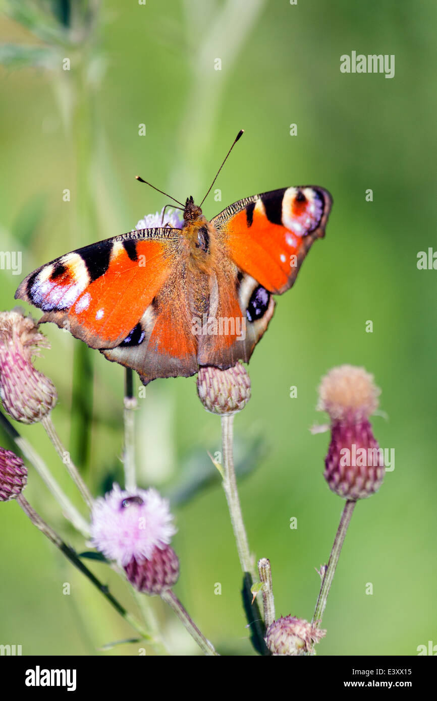 Scottish butterfly hi-res stock photography and images - Alamy