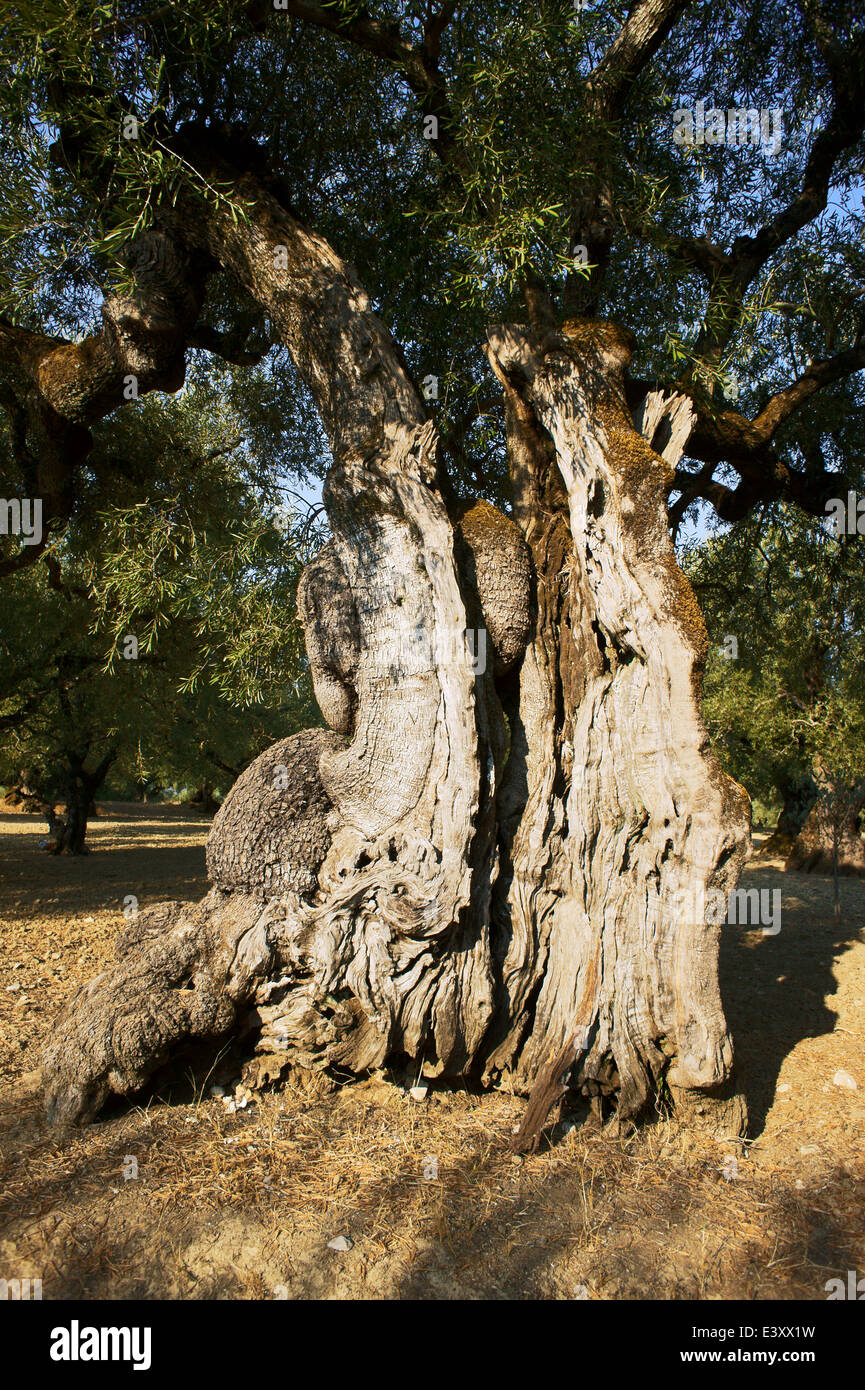 Trunk of old olive tree, Greece Stock Photo - Alamy
