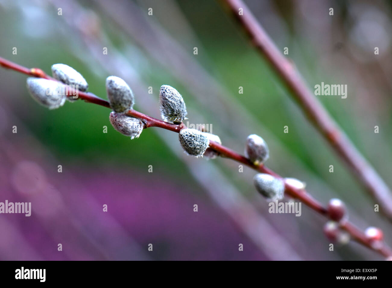 Close up of buds on Salix irrorata. Sir Harold Hillier Gardens Stock ...