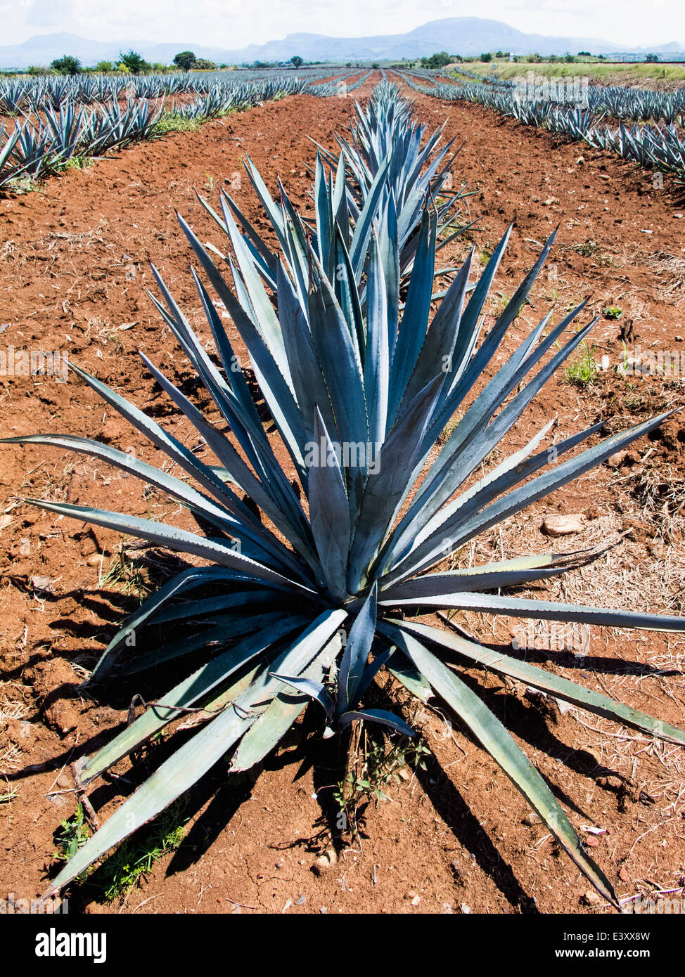 Blue plant growing in crop field Stock Photo - Alamy