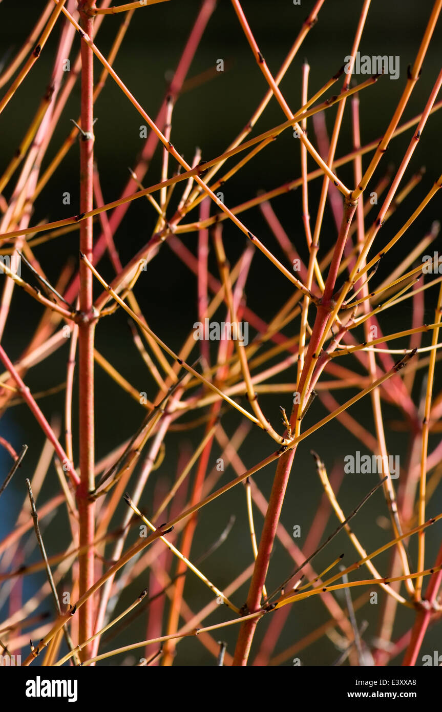 Stems of Cornus sanguinea 'Winter Flame'. Sir Harold Hillier Gardens ...