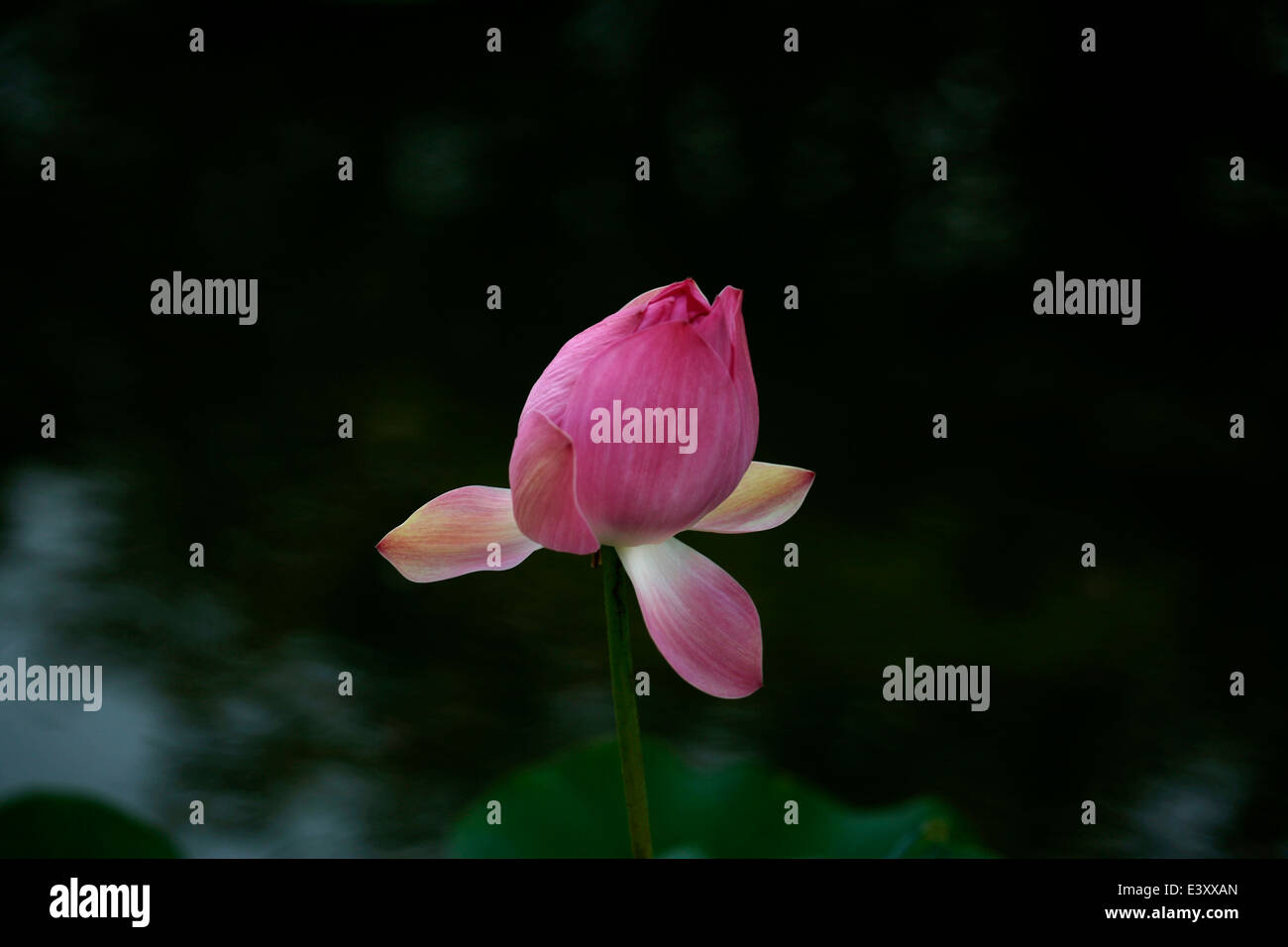 Nelumbo nucifera known by names including Indian lotus, sacred lotus ...