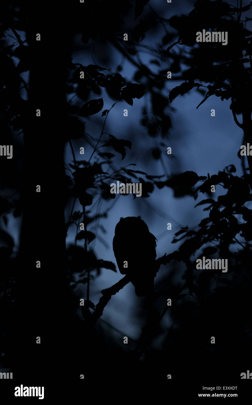 Owl silhouette hi-res stock photography and images - Alamy