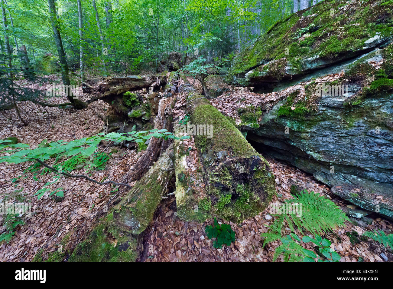 Germany, Bayerischer Wald NP, Bavarian forest Stock Photo - Alamy
