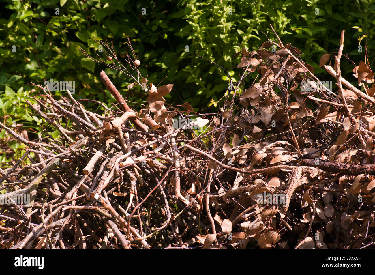 Pile of twigs hi-res stock photography and images - Alamy