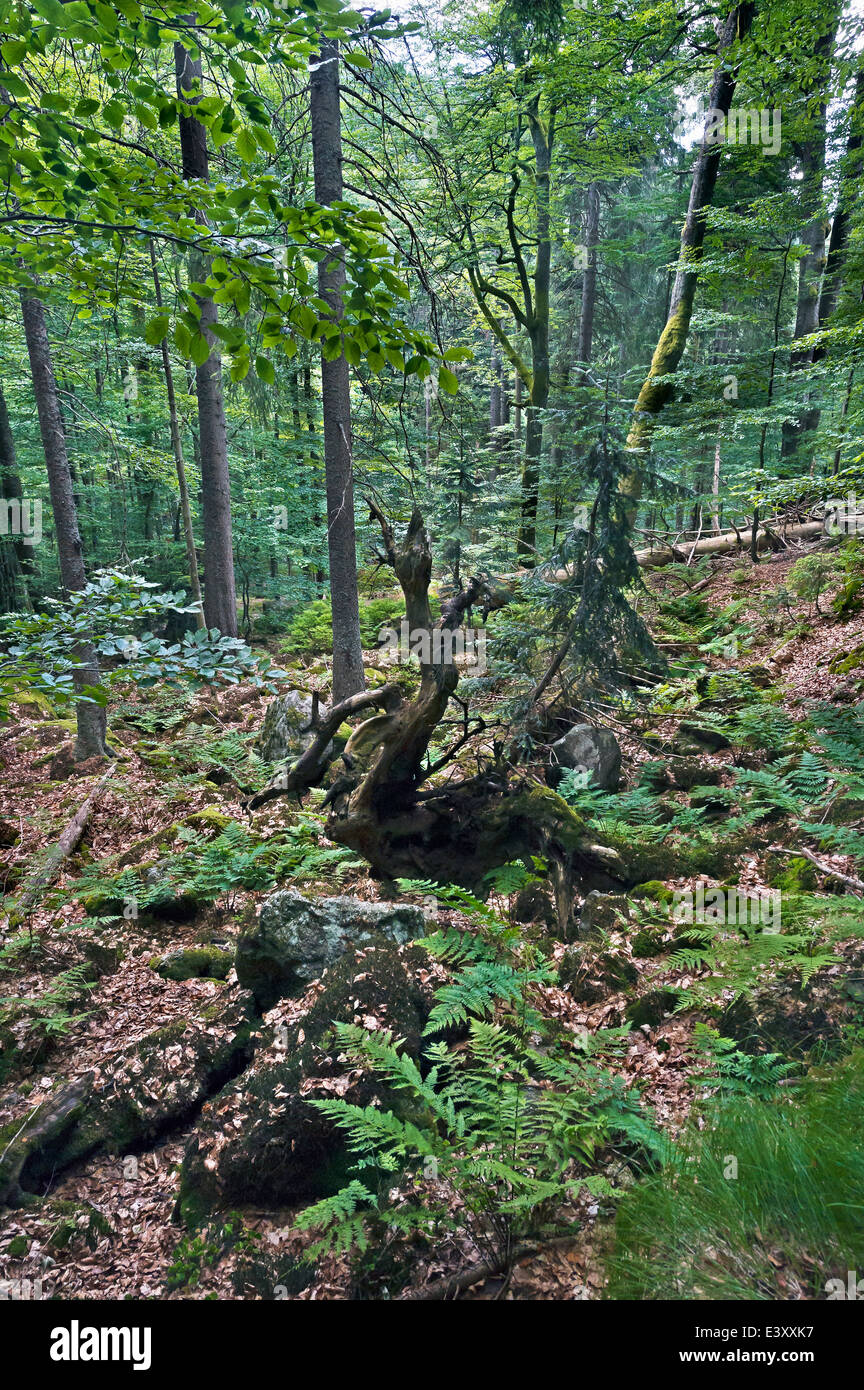 Germany, Bayerischer Wald NP, Bavarian forest Stock Photo - Alamy