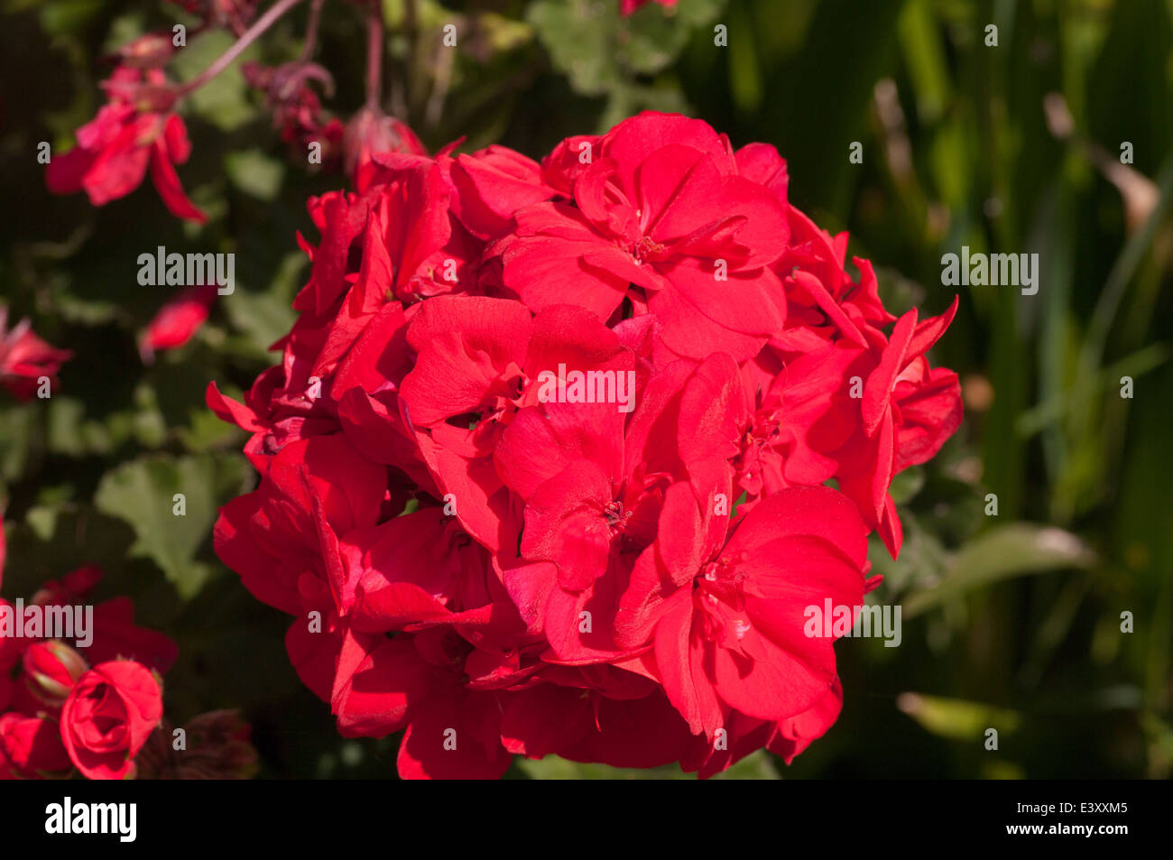 Red geranium hi-res stock photography and images - Alamy