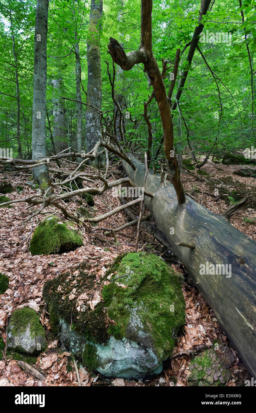 Germany, Bayerischer Wald NP, Bavarian forest Stock Photo - Alamy