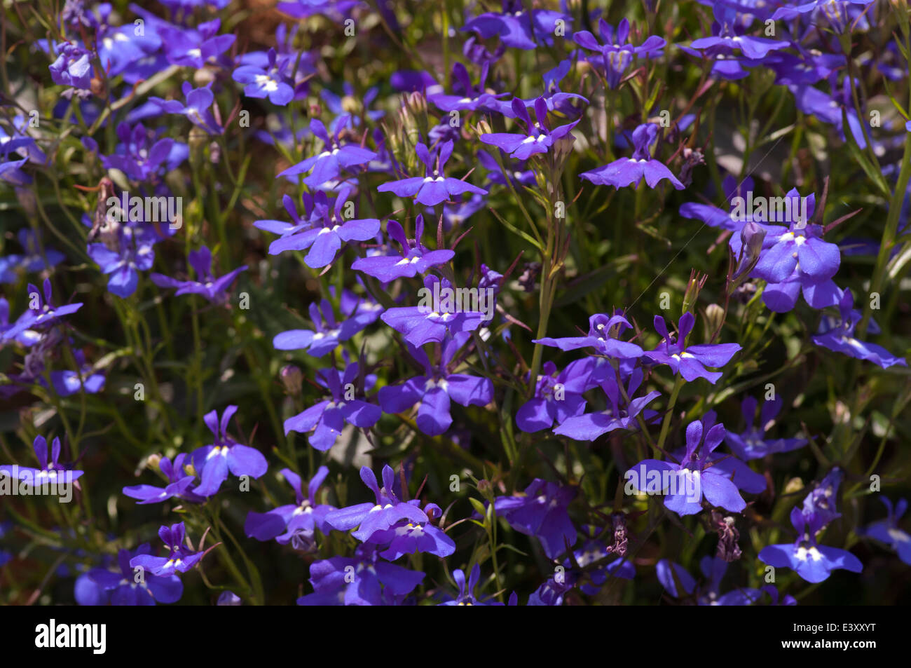Blue Trailing Lobelia Stock Photo - Alamy