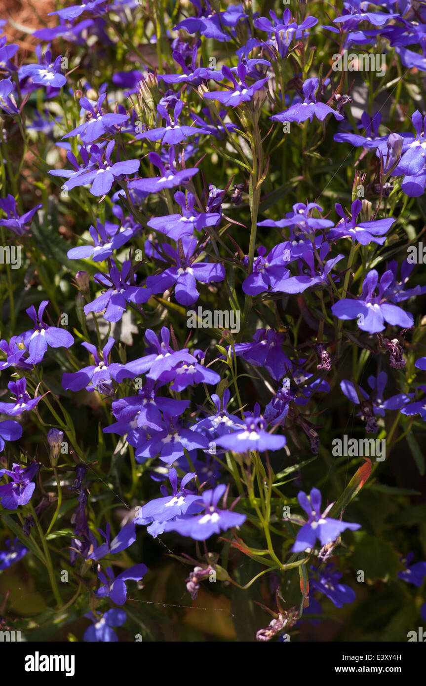 Trailing lobelia hi-res stock photography and images - Alamy