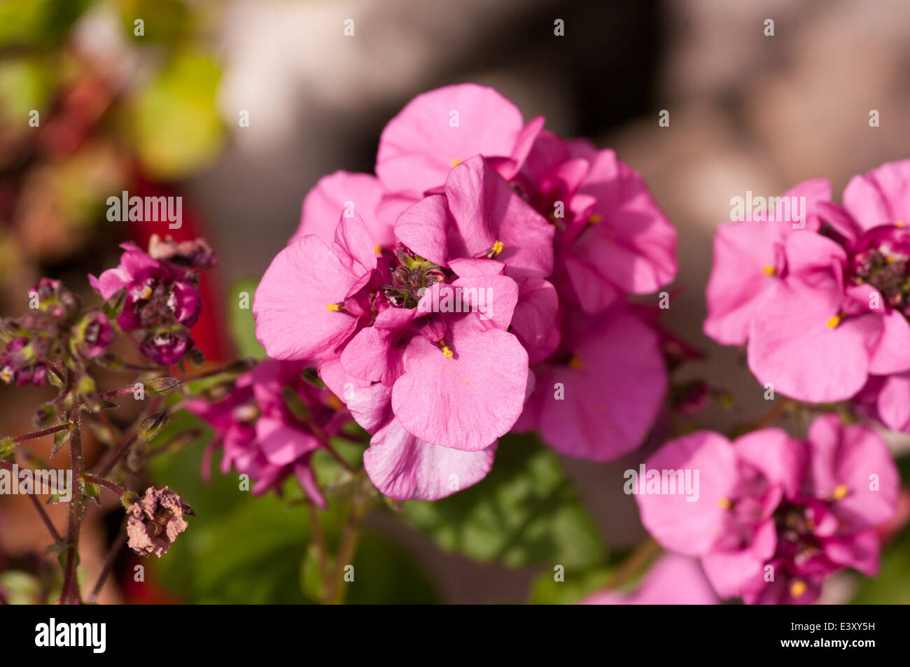 Pink pelargoniums geraniums hi-res stock photography and images - Alamy