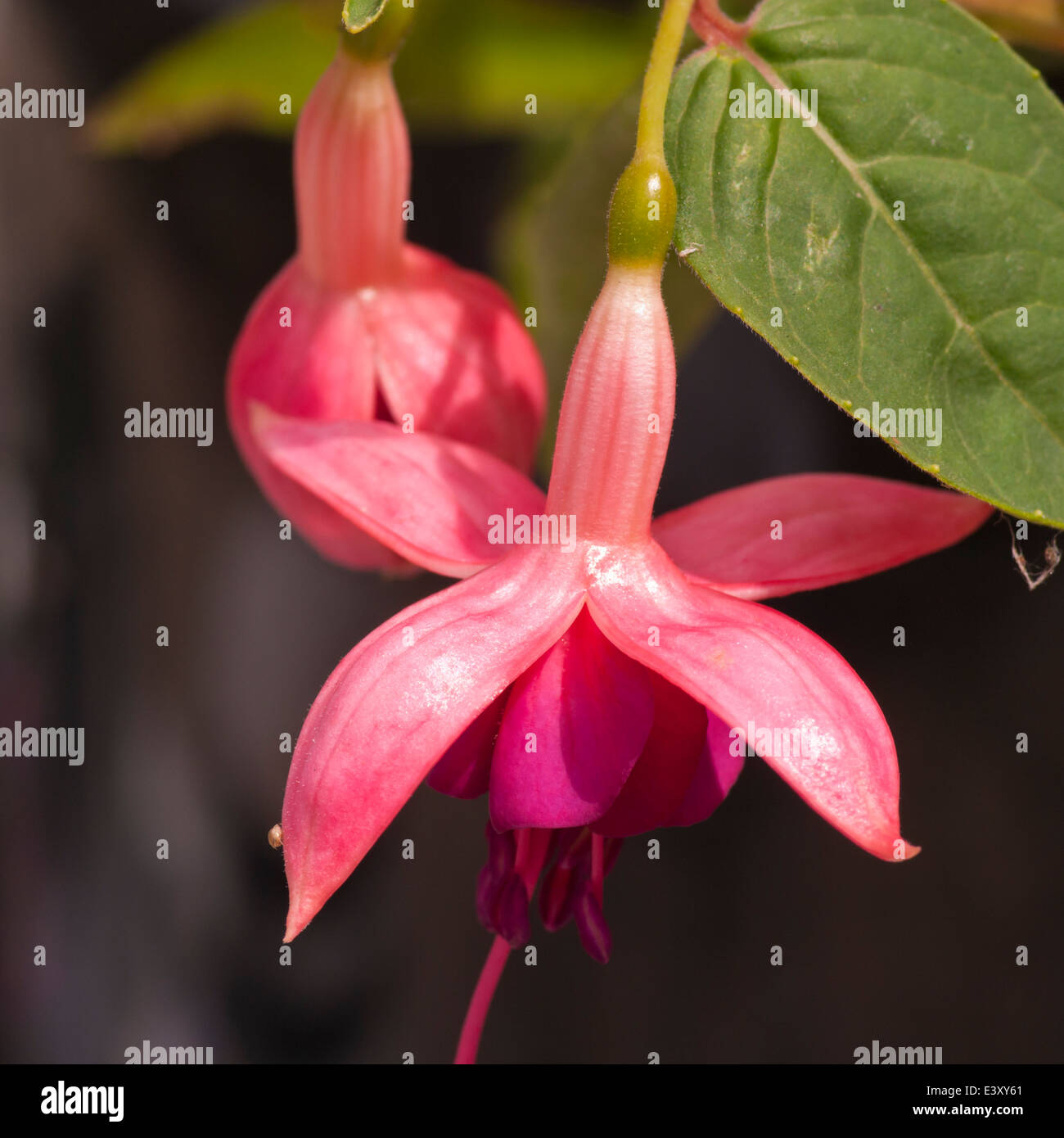 Fuchsias blooms hi-res stock photography and images - Alamy