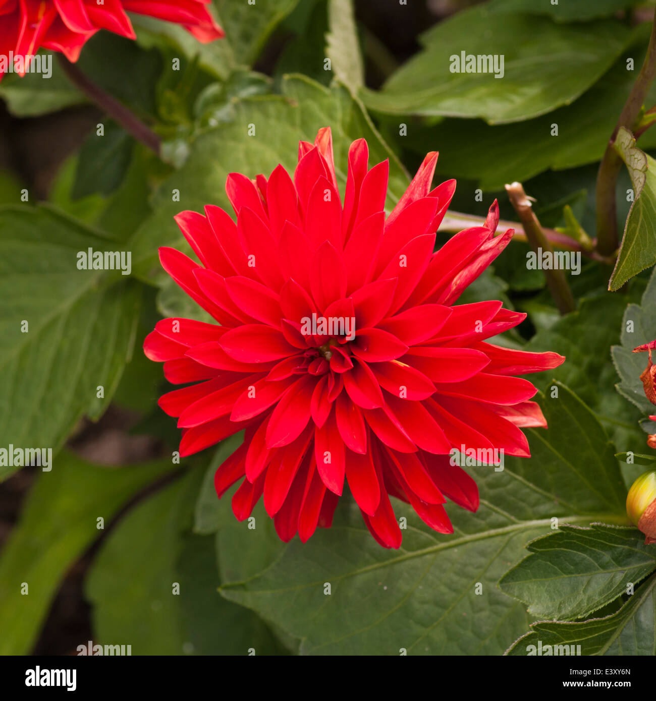 Red dahlia hi-res stock photography and images - Alamy