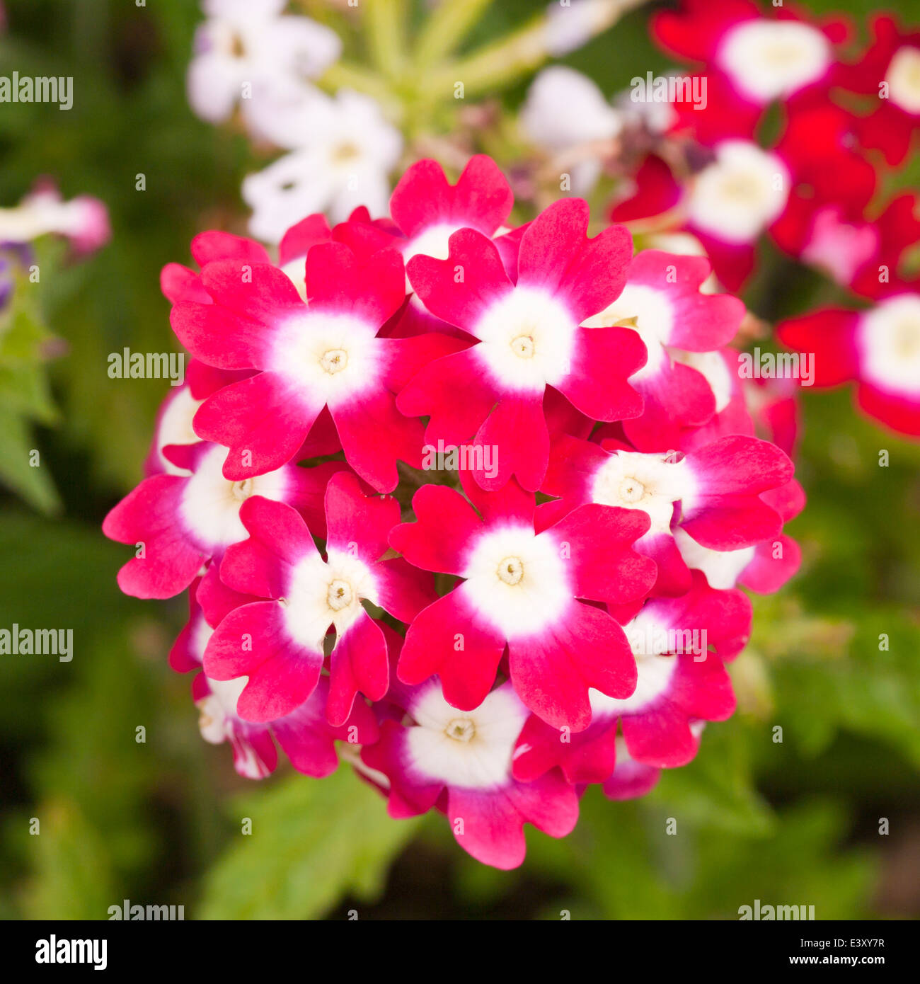 Red white annuals hi-res stock photography and images - Alamy