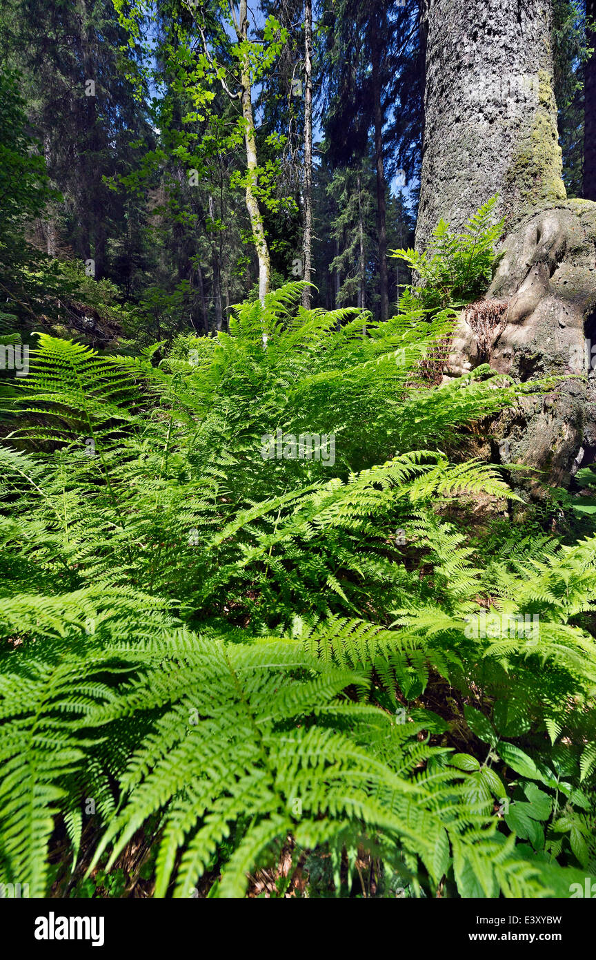 Germany, Bayerischer Wald NP, Bavarian forest, ferns Stock Photo - Alamy